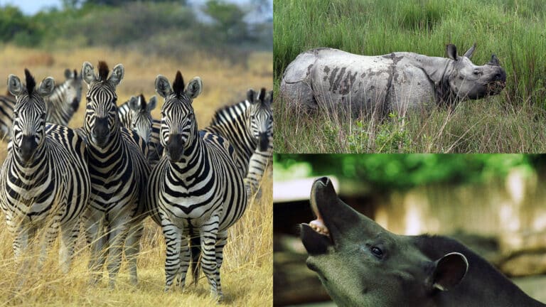 Ungulates – The Hoofed Mammals - World Deer