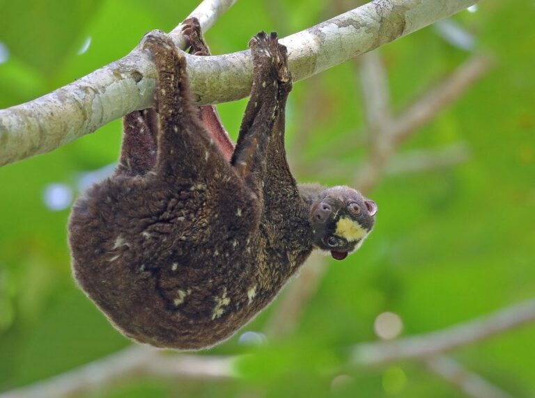 Colugos – The Flying Lemurs - World Deer
