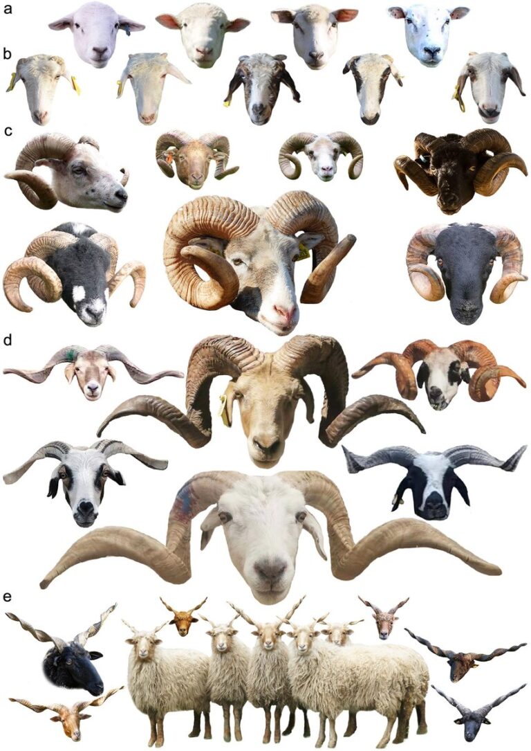 Sheep, Woolly Wonders of Pastures - World Deer