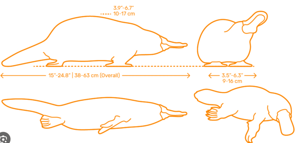 Platypus – Nature’s Most Unique Mammal - World Deer