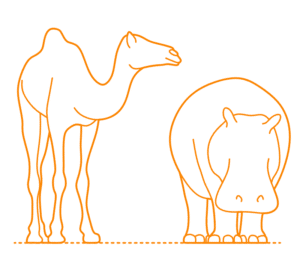 Ungulates – The Hoofed Mammals - World Deer