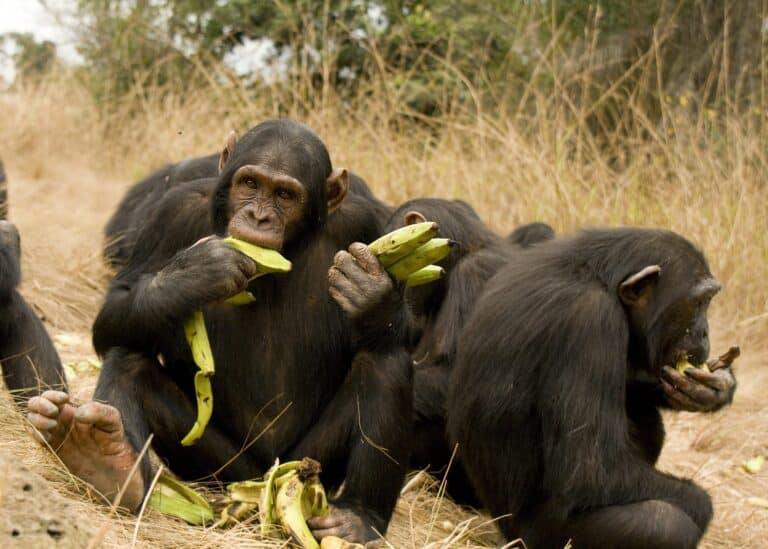 Chimpanzees: Closest Cousins to Humans - World Deer