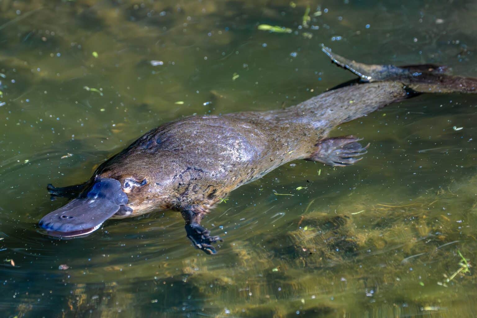 Platypus – Nature’s Most Unique Mammal - World Deer