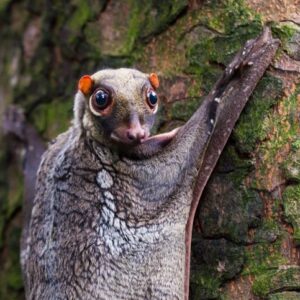 Colugos – The Flying Lemurs - World Deer