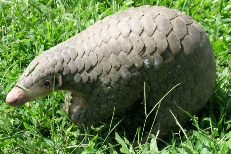 Chinese Pangolin (Manis pentadactyla): Asia’s Rare, Scaled Mammal ...