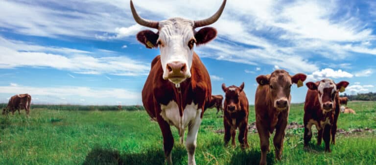 Cattle: Types, Breeds, Farming, and Conservation
