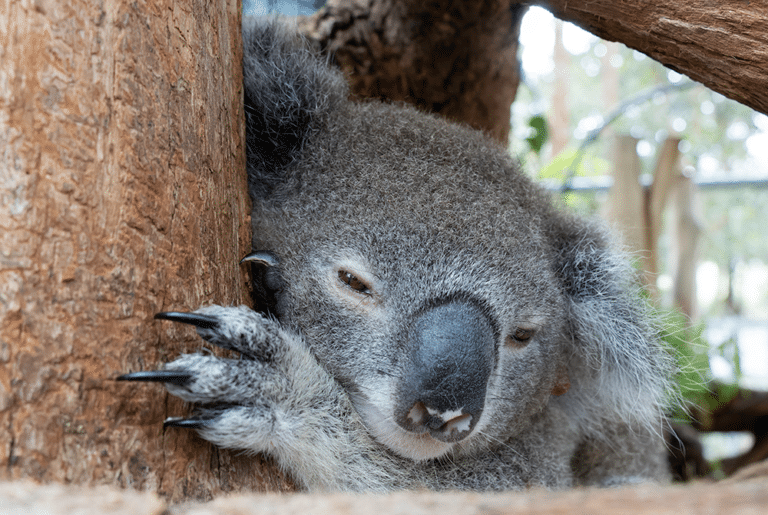Marsupials: Uncovering the Unique Lives of Pouched Mammals
