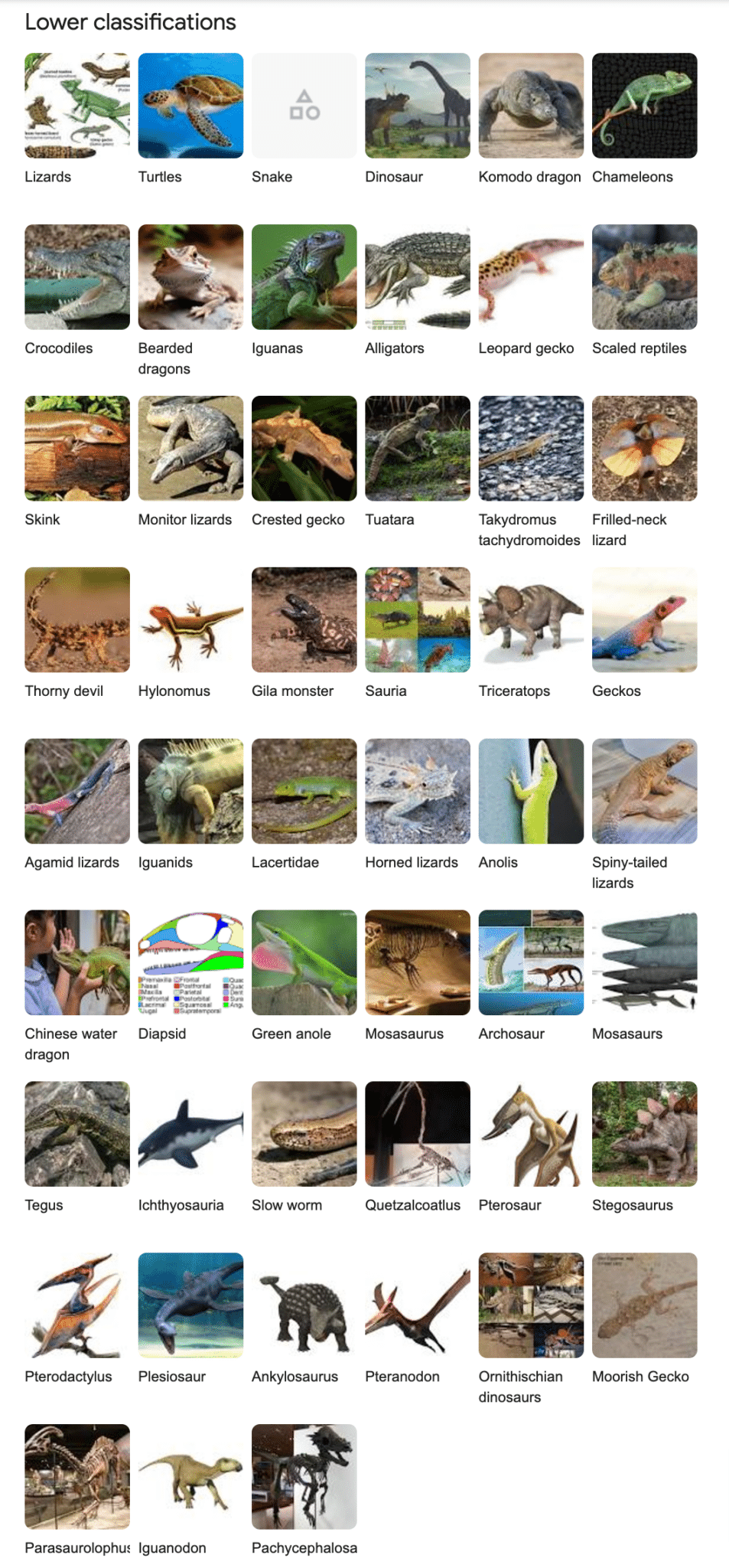 Reptiles - World Deer