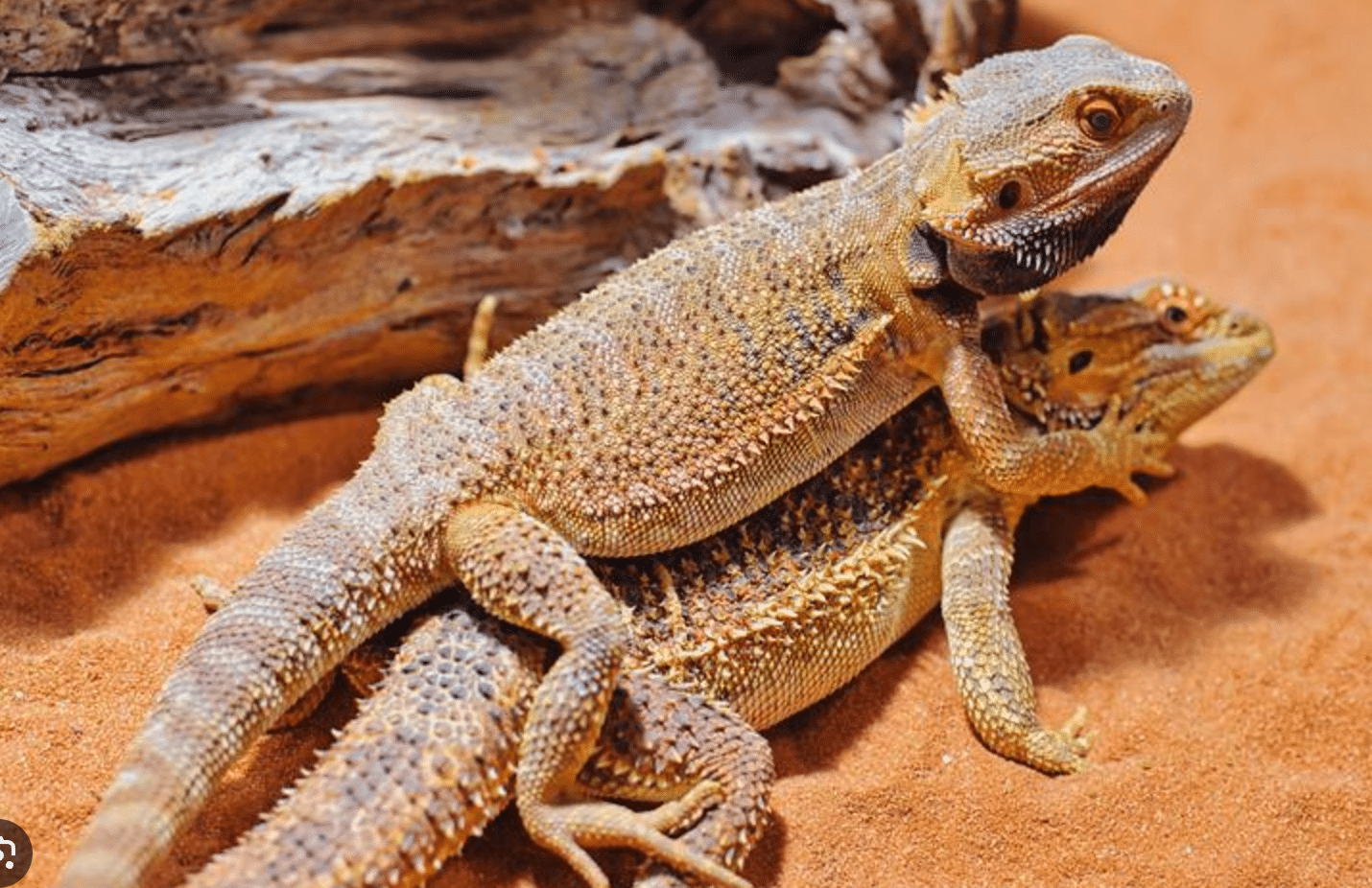 Reptiles - World Deer