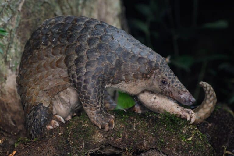 Sunda Pangolin (Manis javanica): The Secretive Scaled Mammal of ...