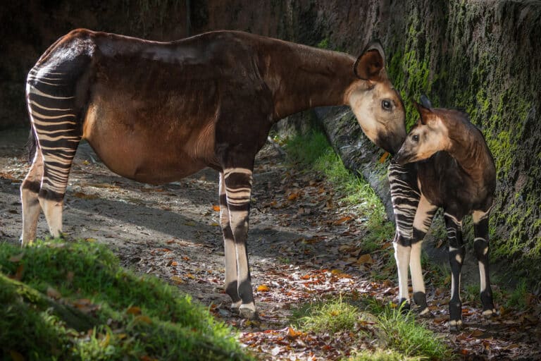 All About the Okapi: The Forest Giraffe - World Deer