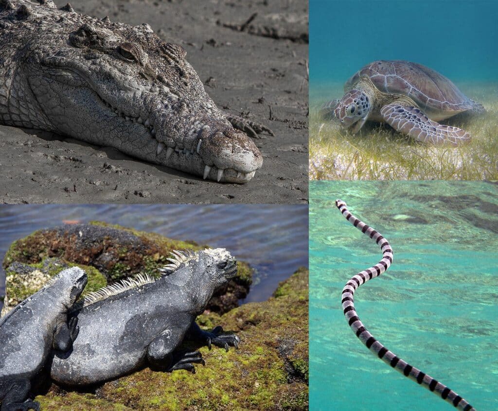 Reptiles - World Deer