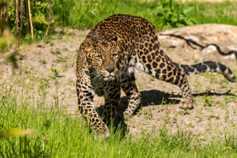 The Javan Leopard: A Rare and Endangered Big Cat - World Deer