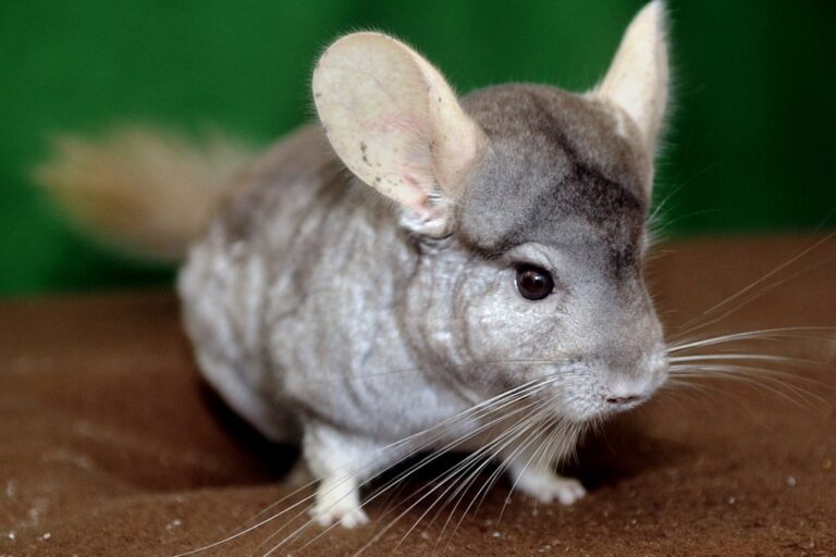 Rodents: Classification, Habitats, and Their Role in Ecosystems