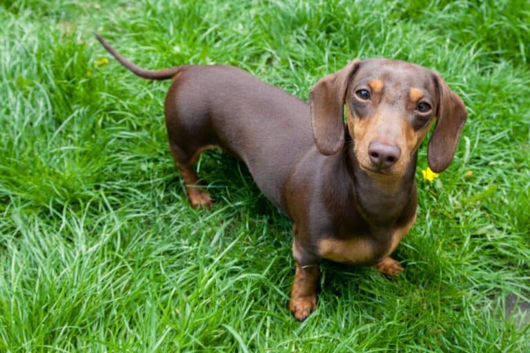 Dachshund Dog Breed: Size, Lifespan, and Personality - World Deer