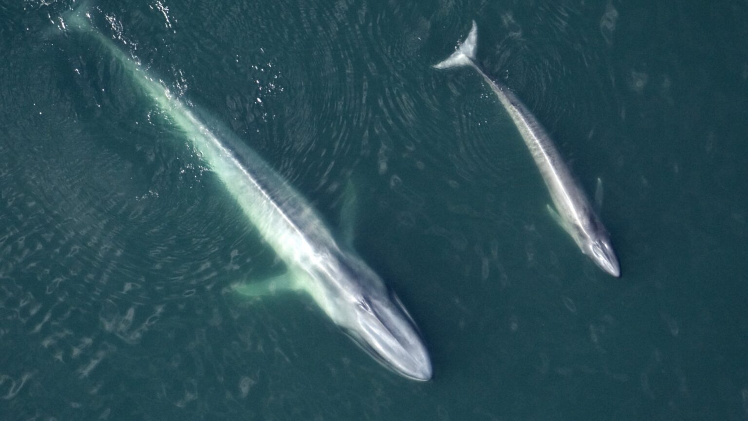 How Many Blue Whales Are Still Alive? - World Deer
