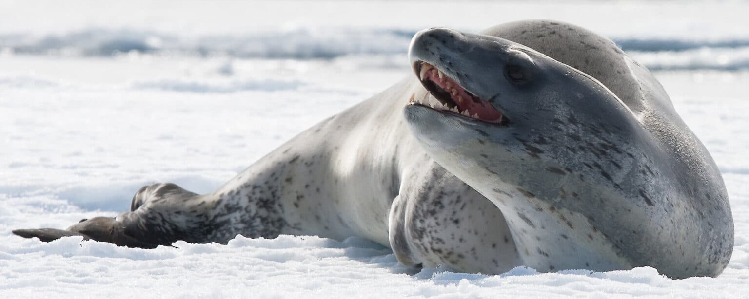 Leopard Seal: The Antarctic's Top Predator - World Deer