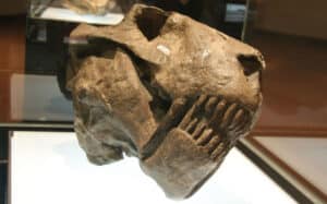 Therapsida - World Deer