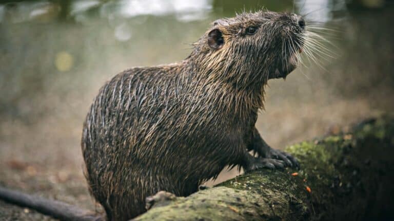 Rodents: Classification, Habitats, and Their Role in Ecosystems