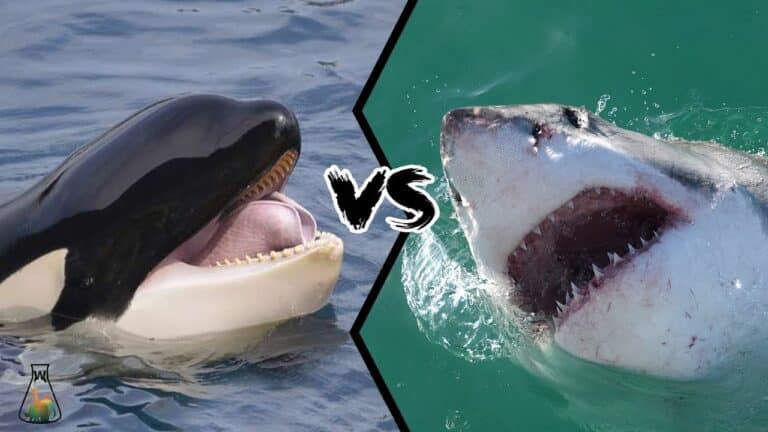 Who Wins: Shark vs. Whale? - World Deer