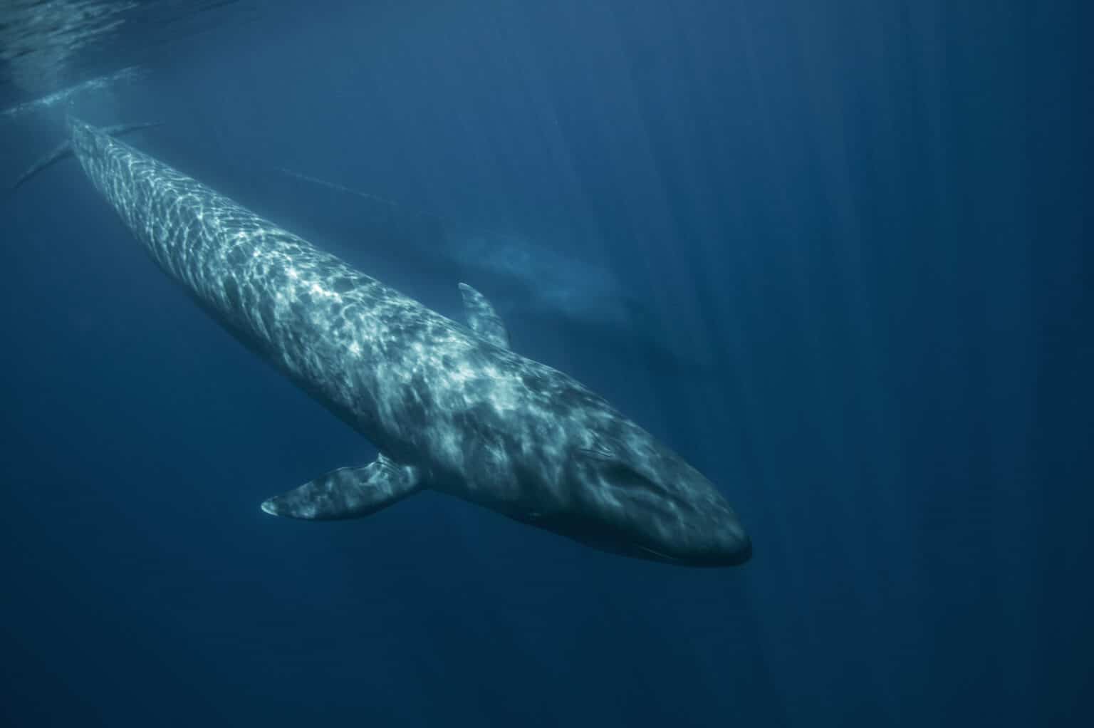 Blue Whales: The Gentle Giants of the Ocean