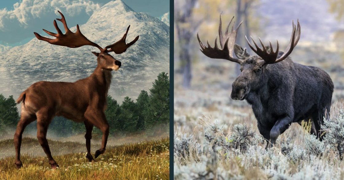 Irish Elk Vs Moose Comparison differences Explained World Deer